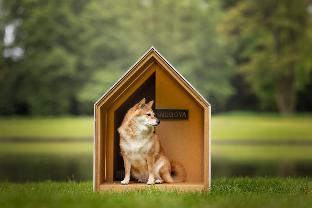 Dog House